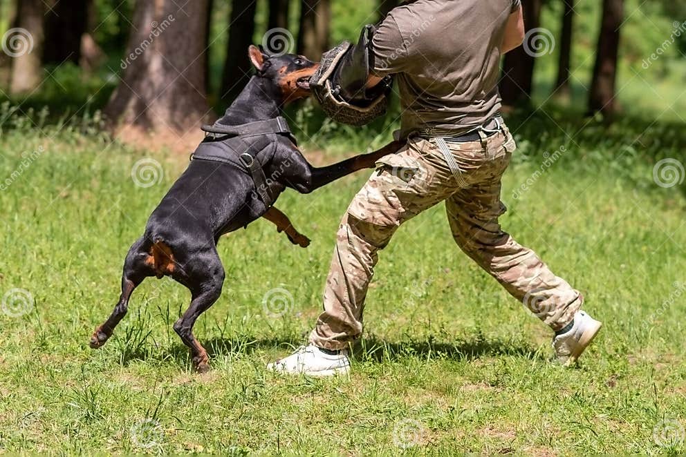 Doberman Attacking Dog Handler during Aggression Training. Stock Photo ...