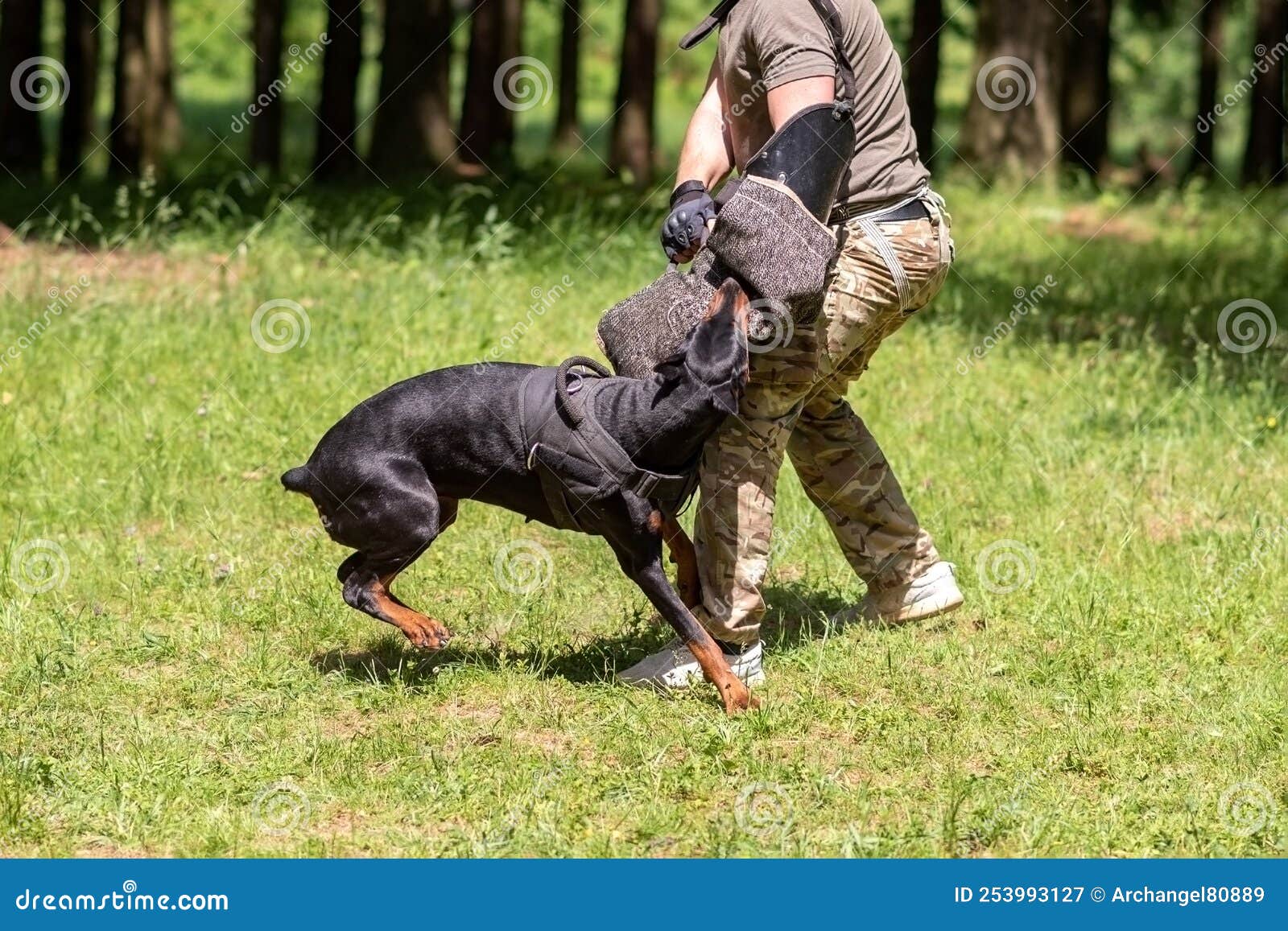 Doberman Attacking Dog Handler during Aggression Training. Stock Image ...