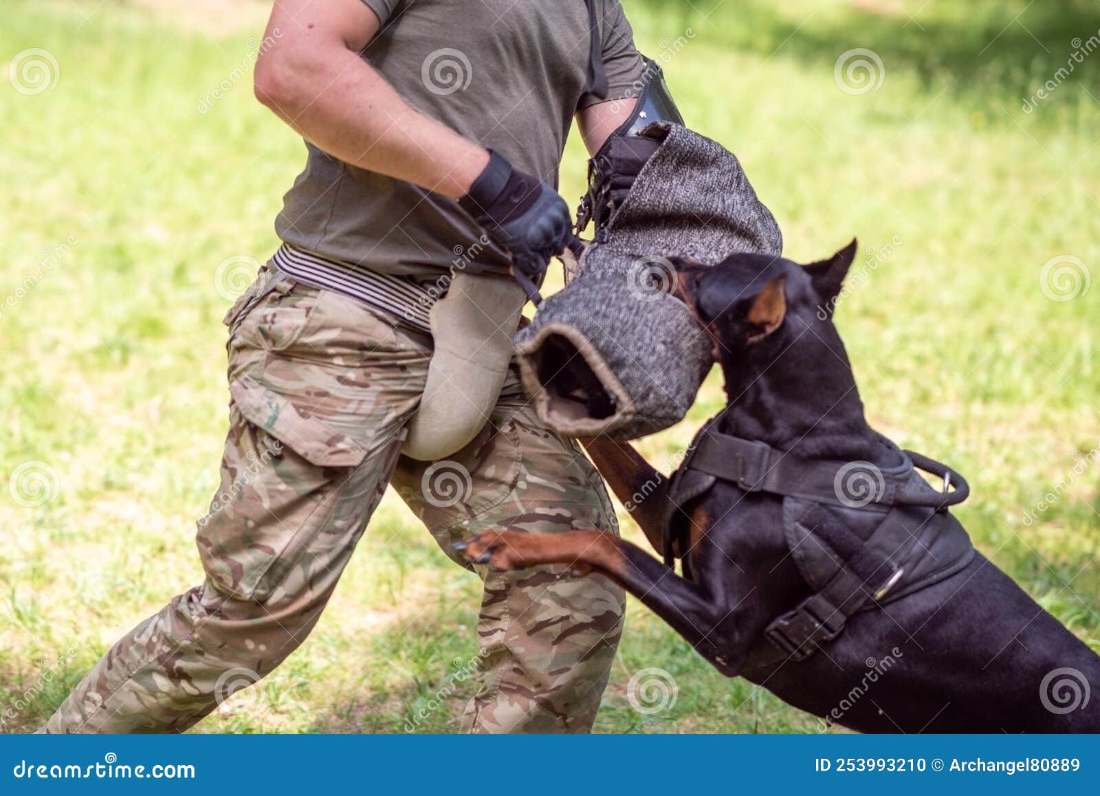 Doberman Attacking Dog Handler during Aggression Training. Stock Photo ...