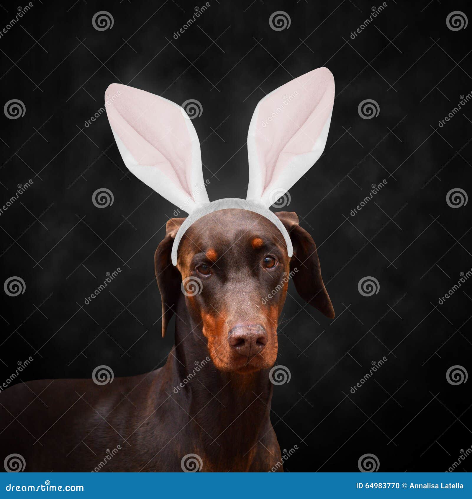 Doberman with bunny ears stock photo. Image of pinscher - 64983770