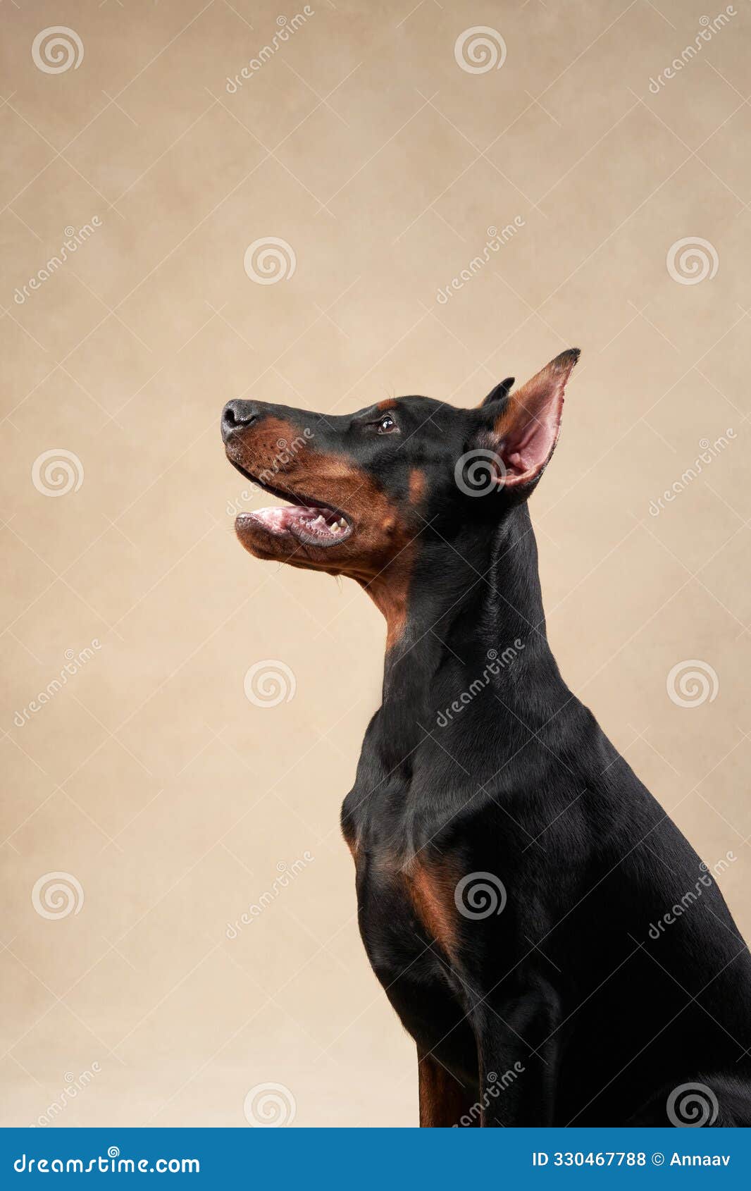 Energetic Doberman in Motion Stock Photo - Image of studio, black ...