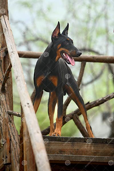 Doberman dog stock image. Image of palisade, pleasure - 5110301