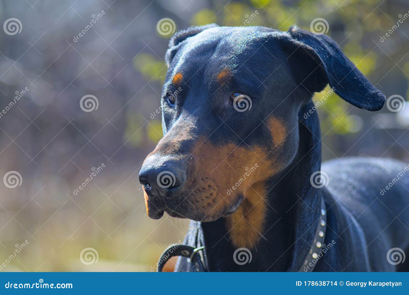 Doberman Dog Head with Ears. Portrait of a Left Side View Stock Photo ...