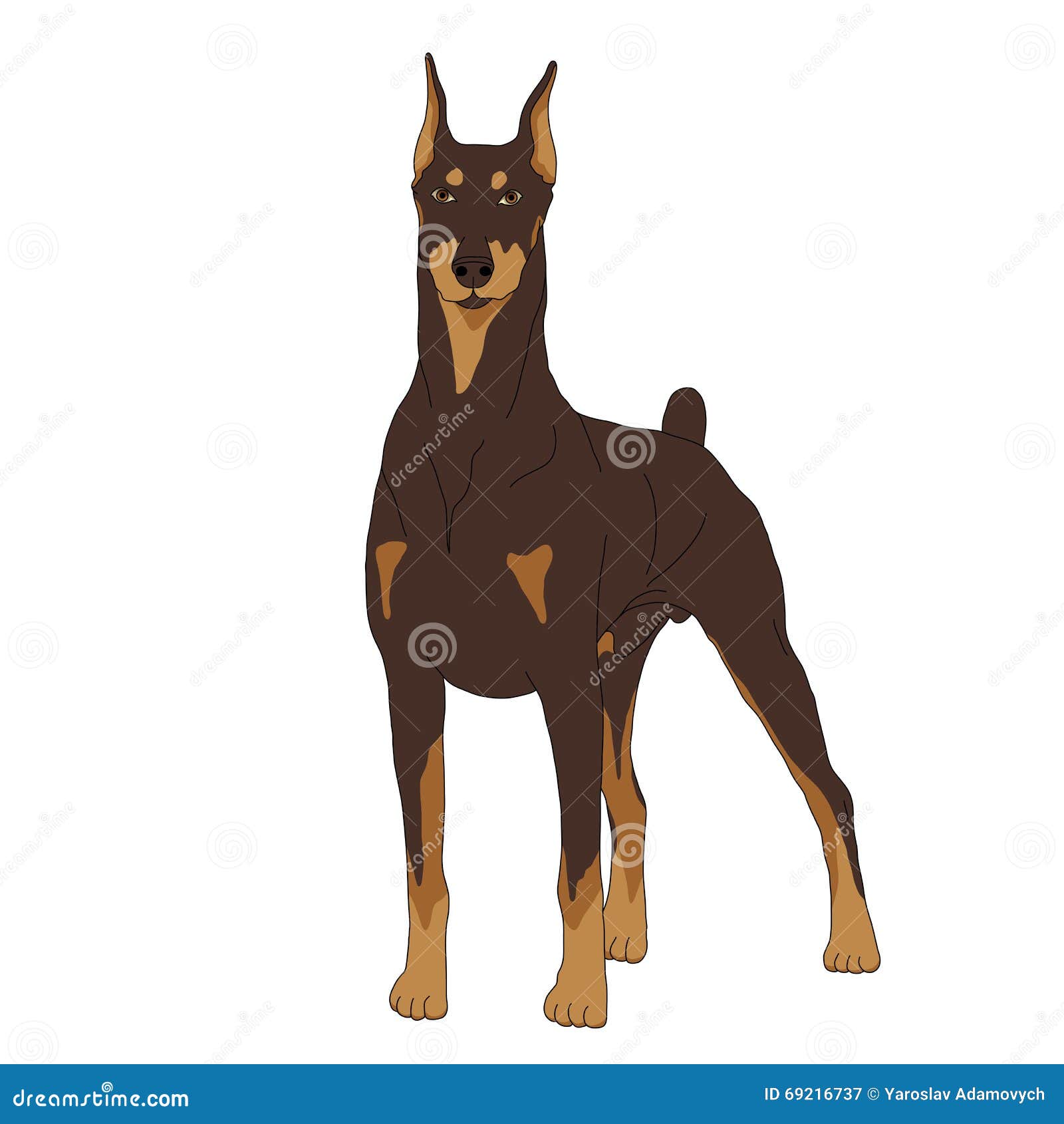Doberman dog realistic stock vector. Illustration of figure - 69216737
