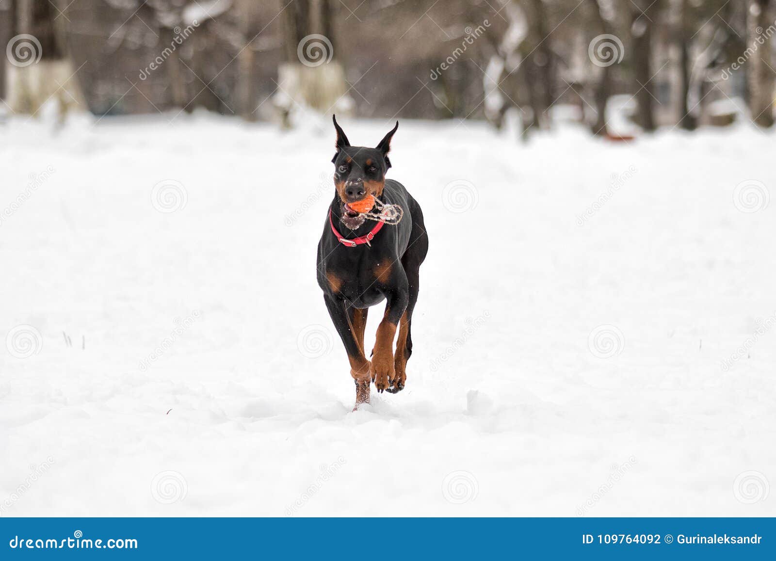 Doberman dog runs stock photo. Image of beautiful, background - 109764092