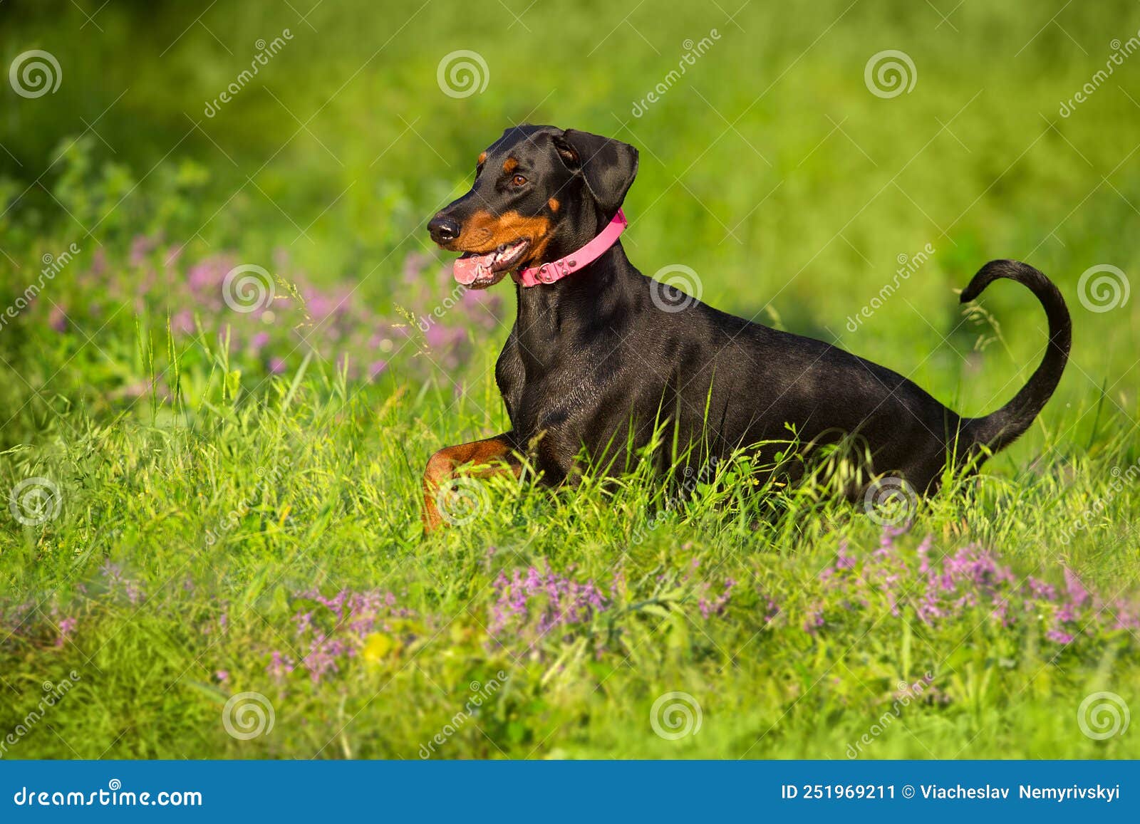 Doberman in flowers stock image. Image of grass, puppy - 251969211