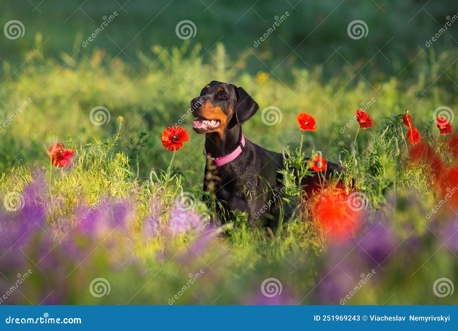 Doberman in flowers stock image. Image of adorable, face - 251969243