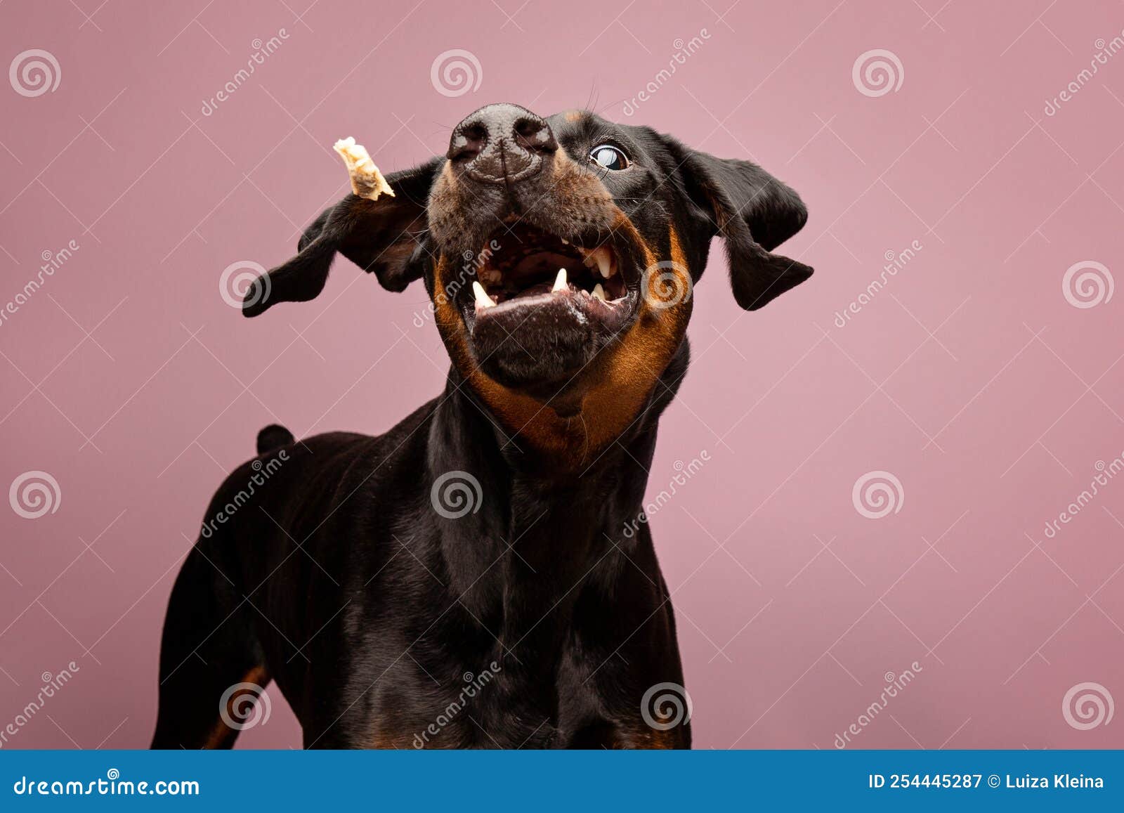 Doberman funny action shot stock image. Image of closeup - 254445287