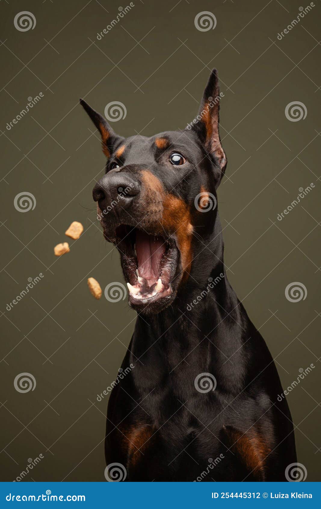Doberman funny action shot stock photo. Image of cool - 254445312