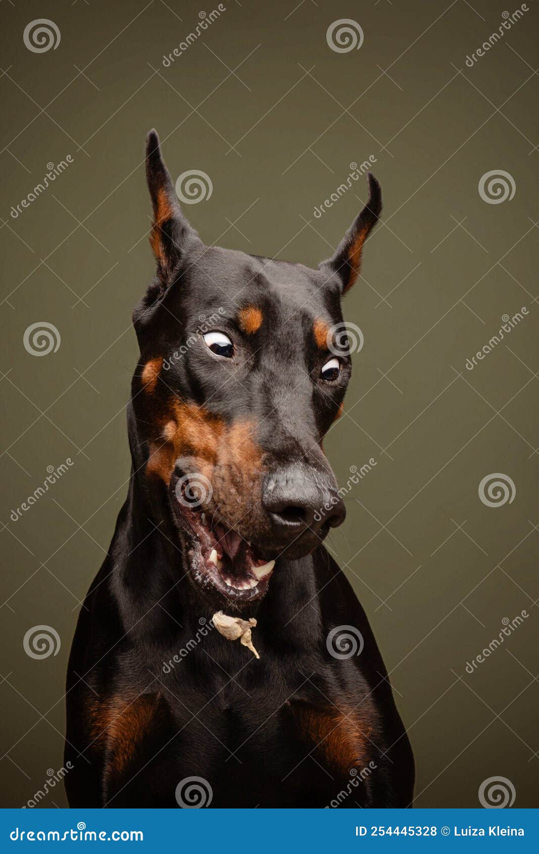 Doberman funny action shot stock photo. Image of black - 254445328