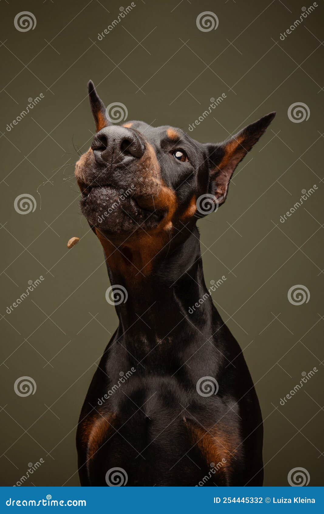 Doberman funny action shot stock photo. Image of pinscher - 254445332