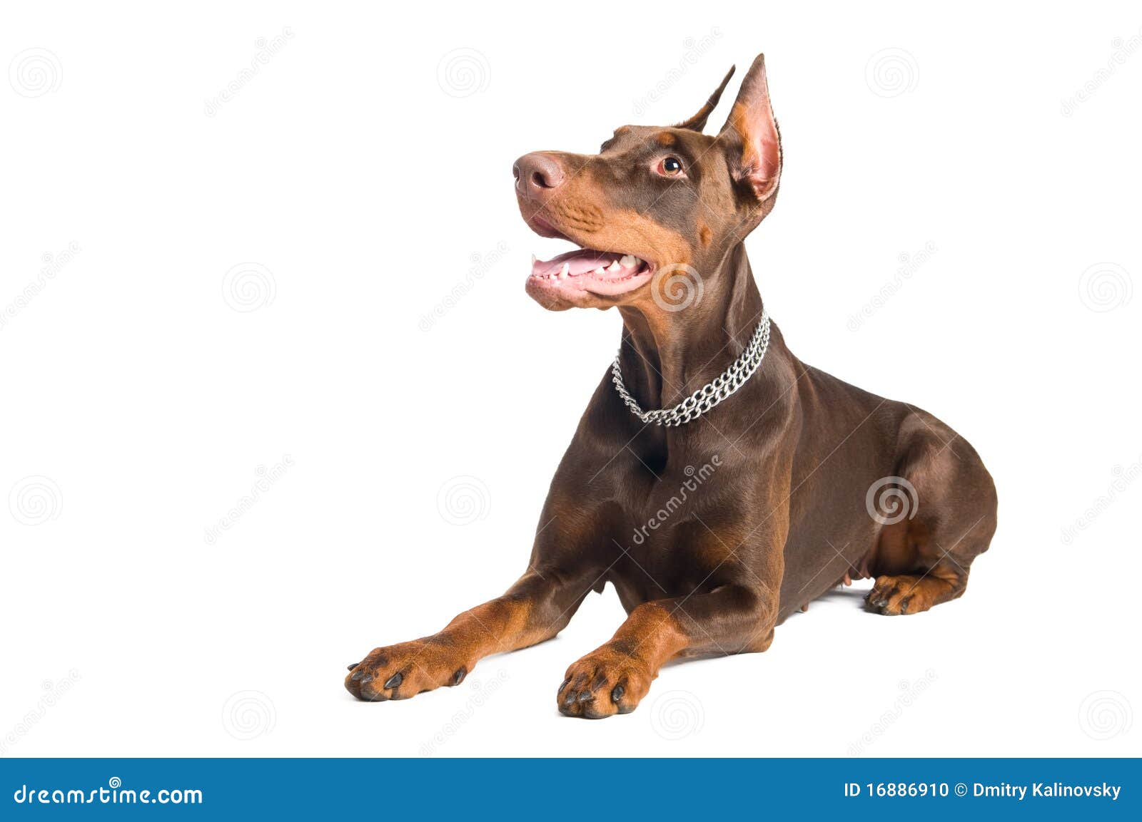 Doberman Isolated Over White Stock Photo - Image of dobermans, canine ...