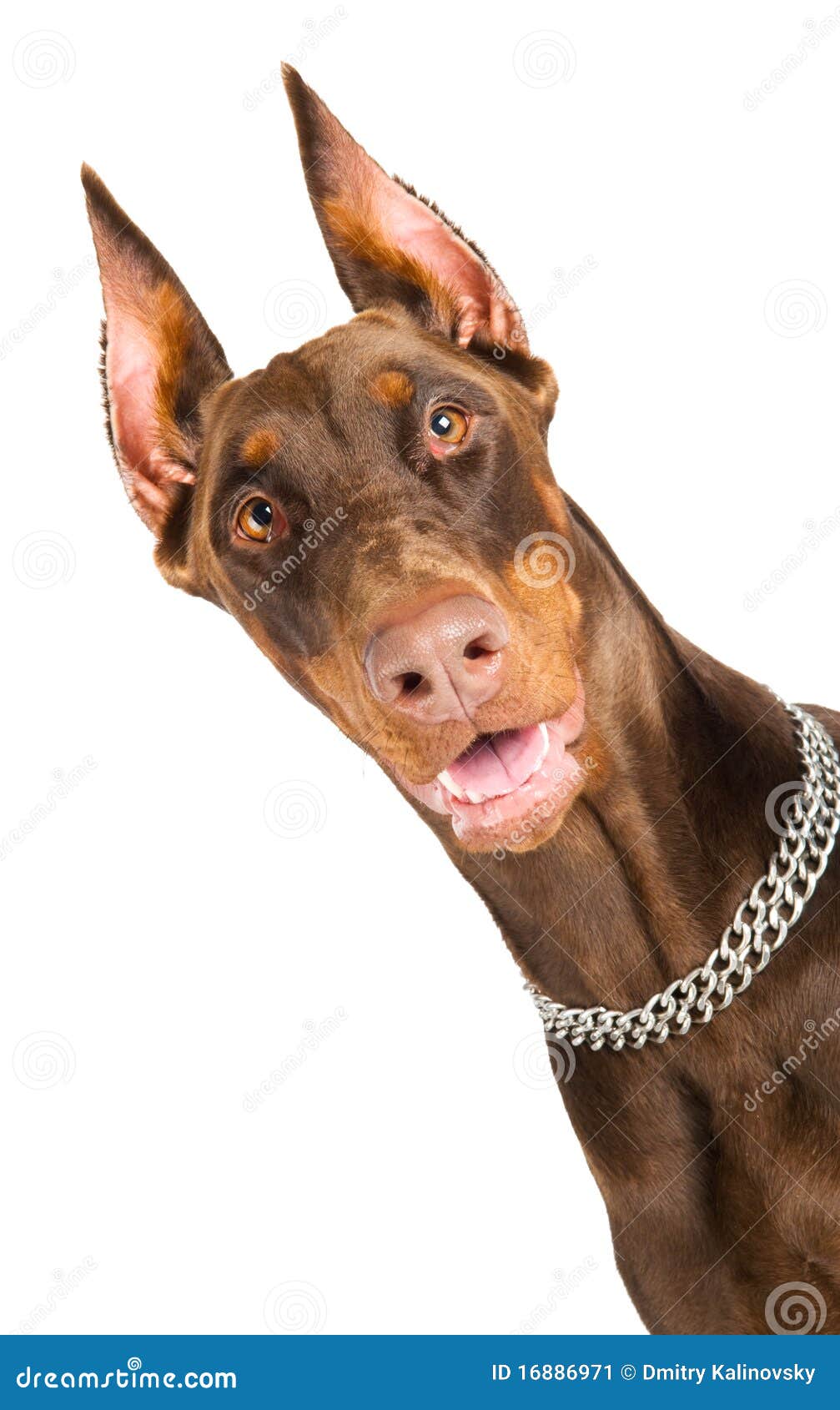 Doberman Isolated Over White Stock Image - Image: 16886971