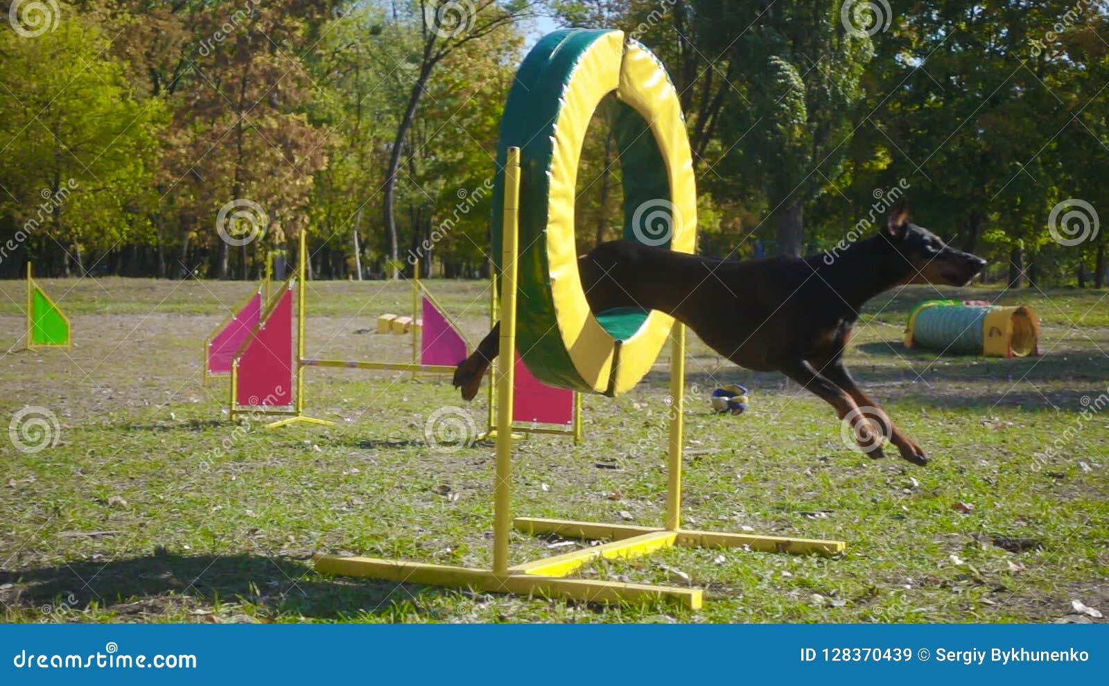 Doberman Jumping at Ring on Agility Training Stock Video - Video of ...