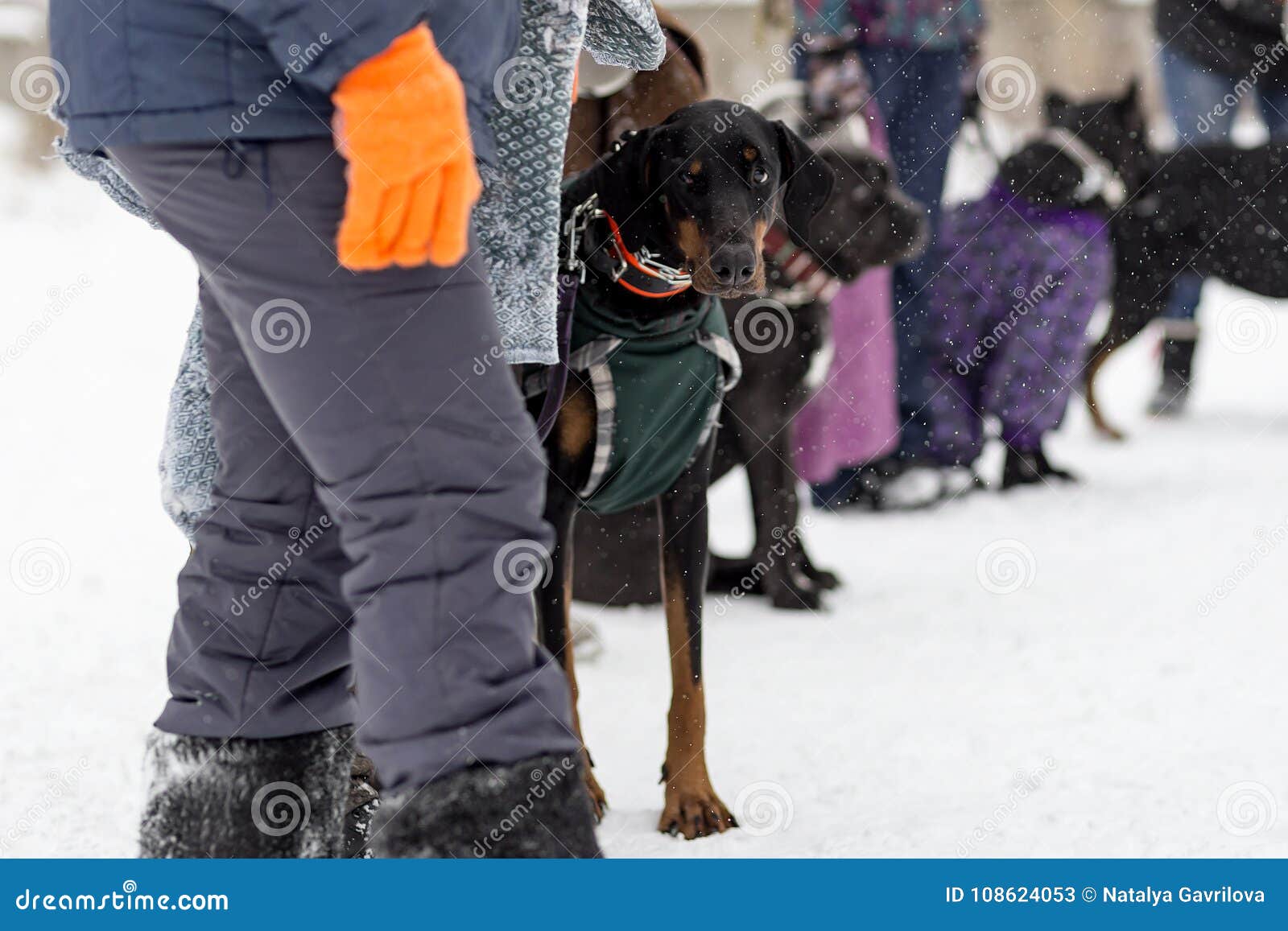 Doberman looks sad, winter stock image. Image of animal - 108624053
