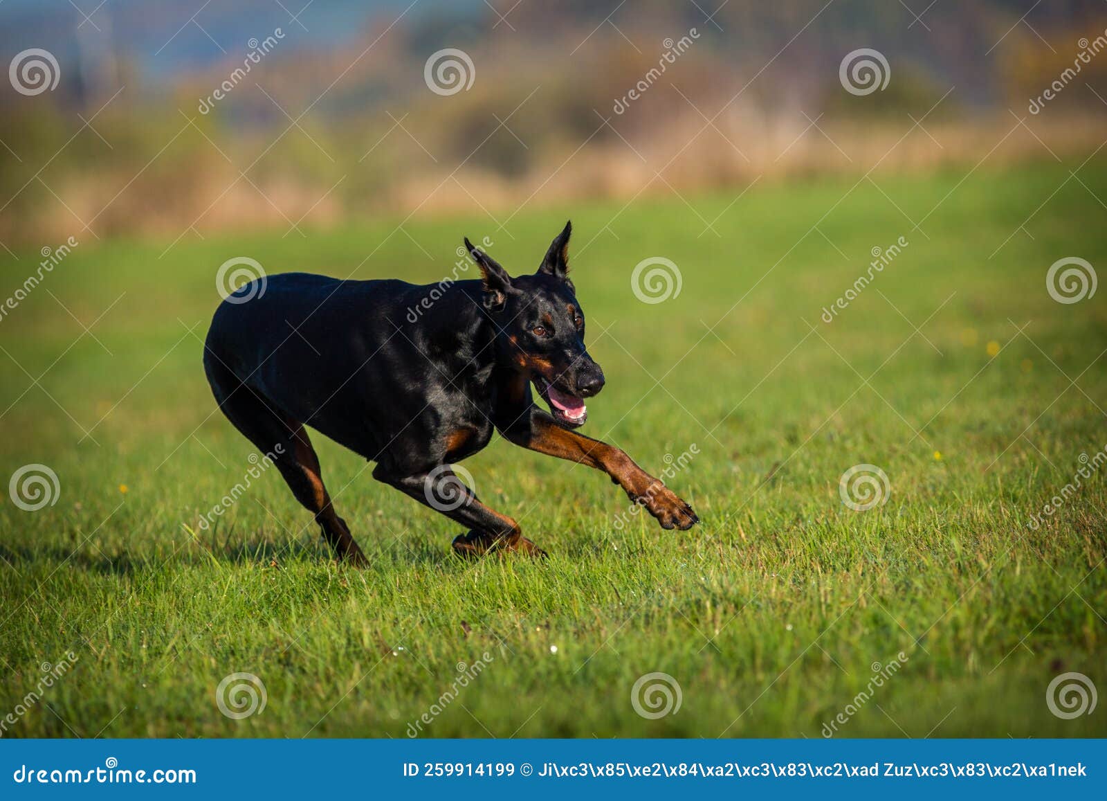 Doberman on the Meadow Running Stock Image - Image of pinscher, brown ...
