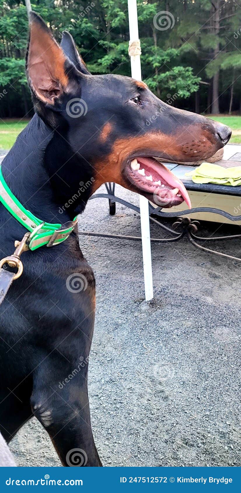 Doberman Pincher Male Sitting Stock Photo - Image of pincher, sitting ...