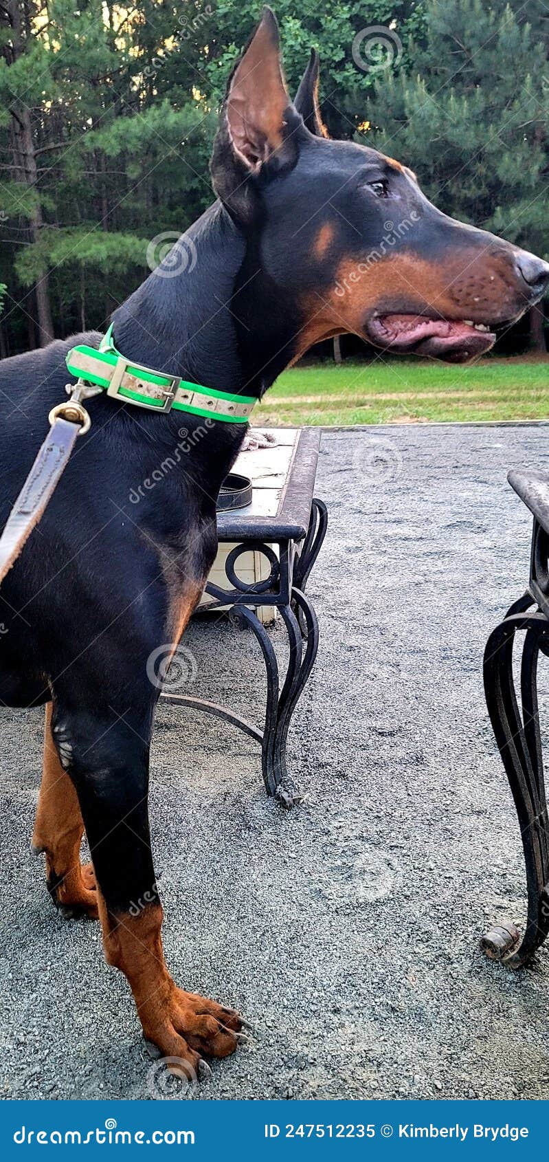Doberman Pincher Male Standing Stock Image - Image of animal, stand ...