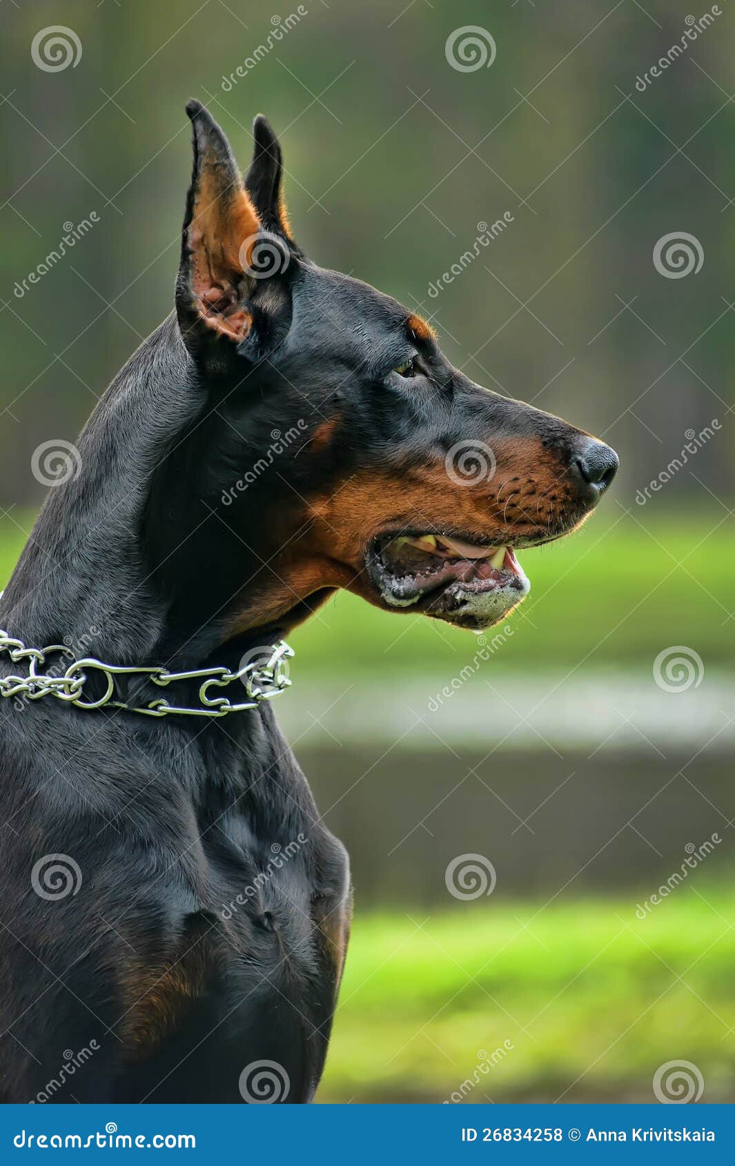 The Doberman Pinscher stock photo. Image of breed, alsation - 26834258