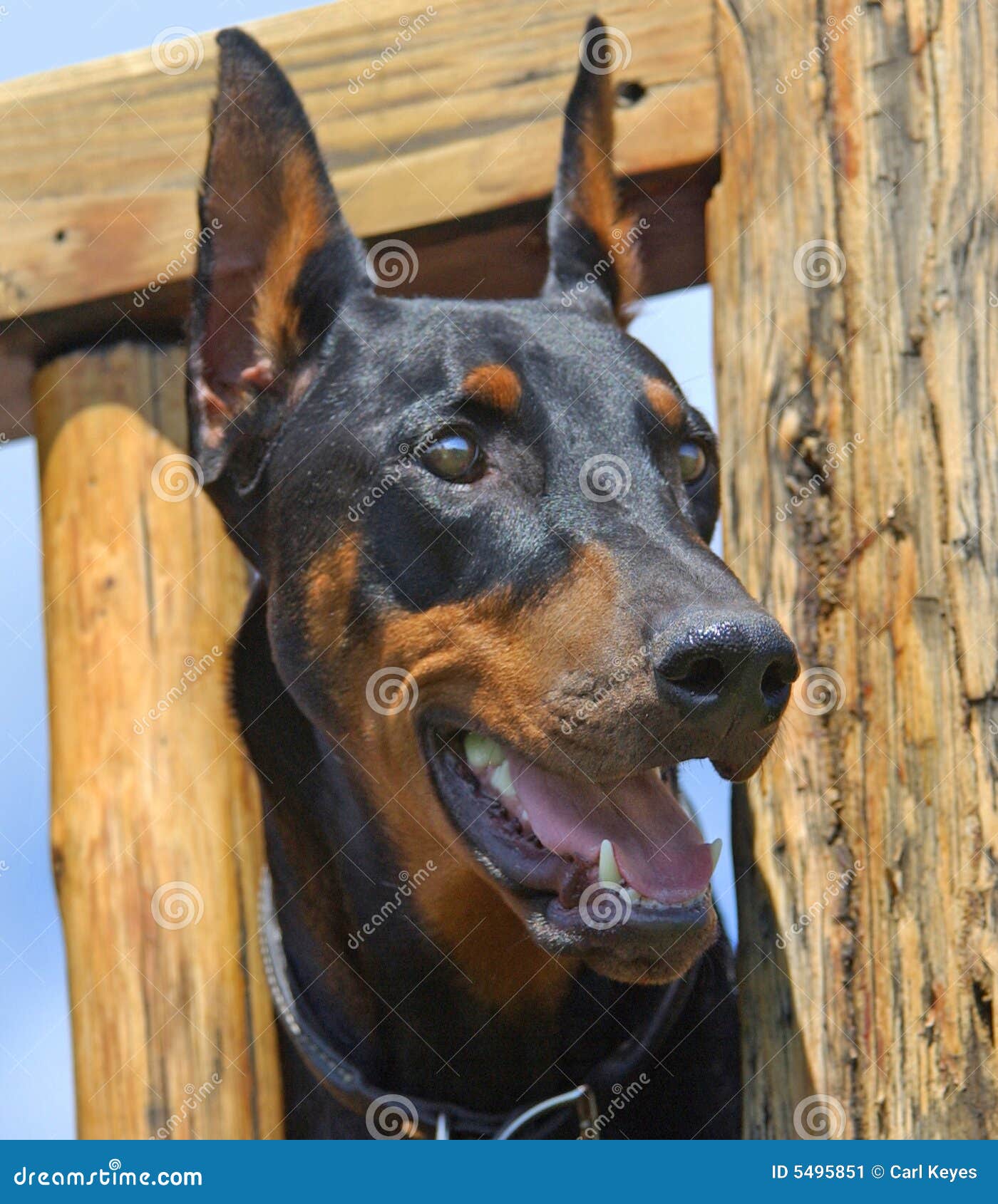 When Do Doberman Get Adult Teeth