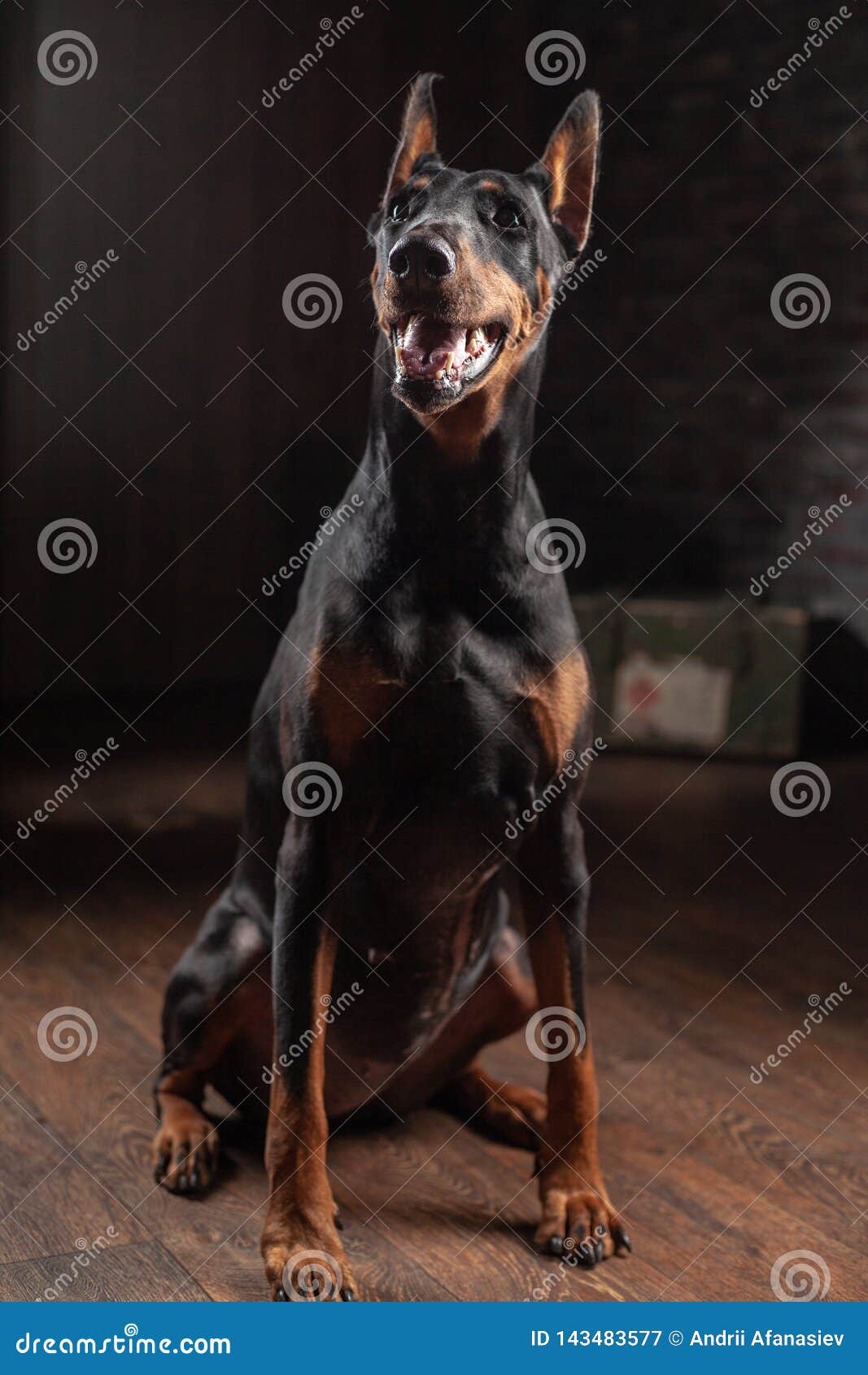 Doberman Pinscher Against Black Background Front View Stock Image ...