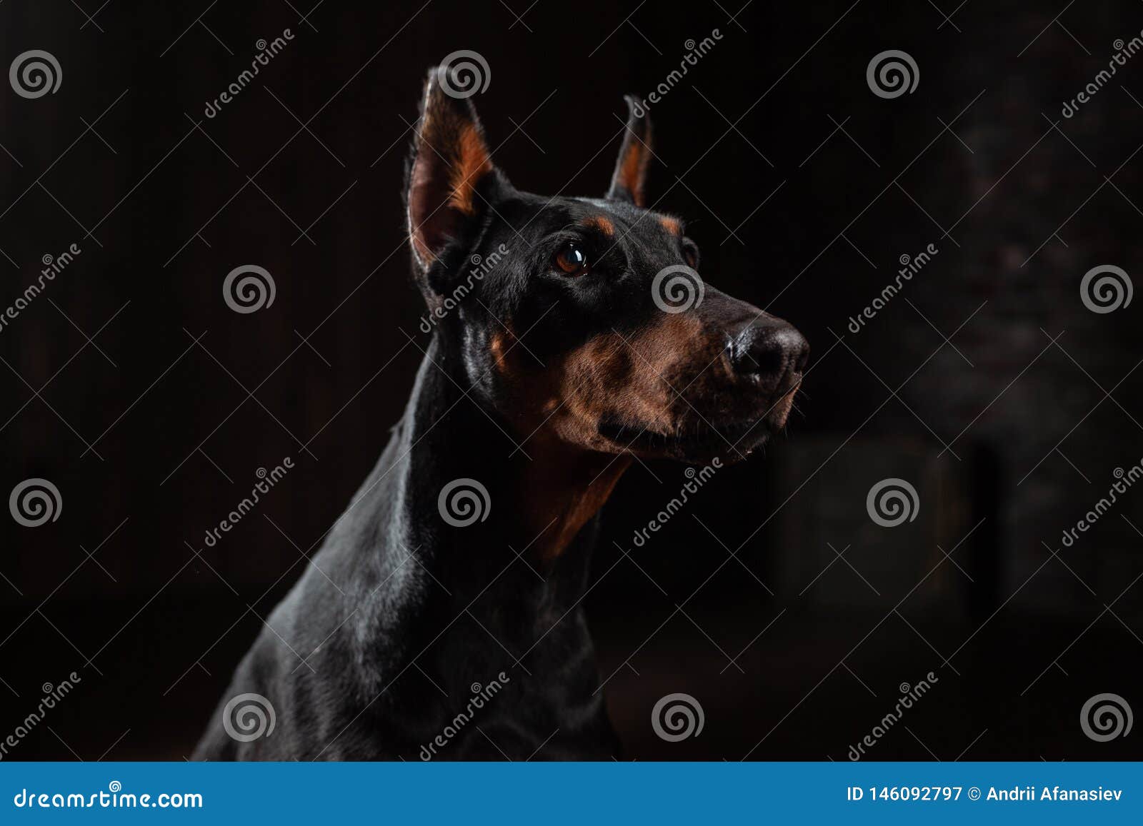 Doberman Pinscher Against Black Background Front View Stock Image ...