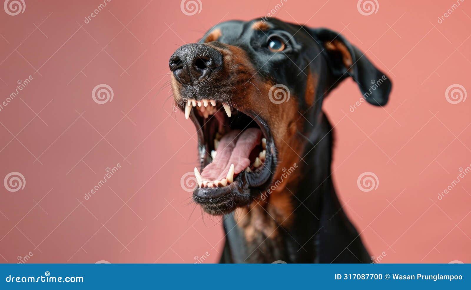 Doberman Pinscher, Angry Dog Baring Its Teeth, Studio Lighting Pastel ...