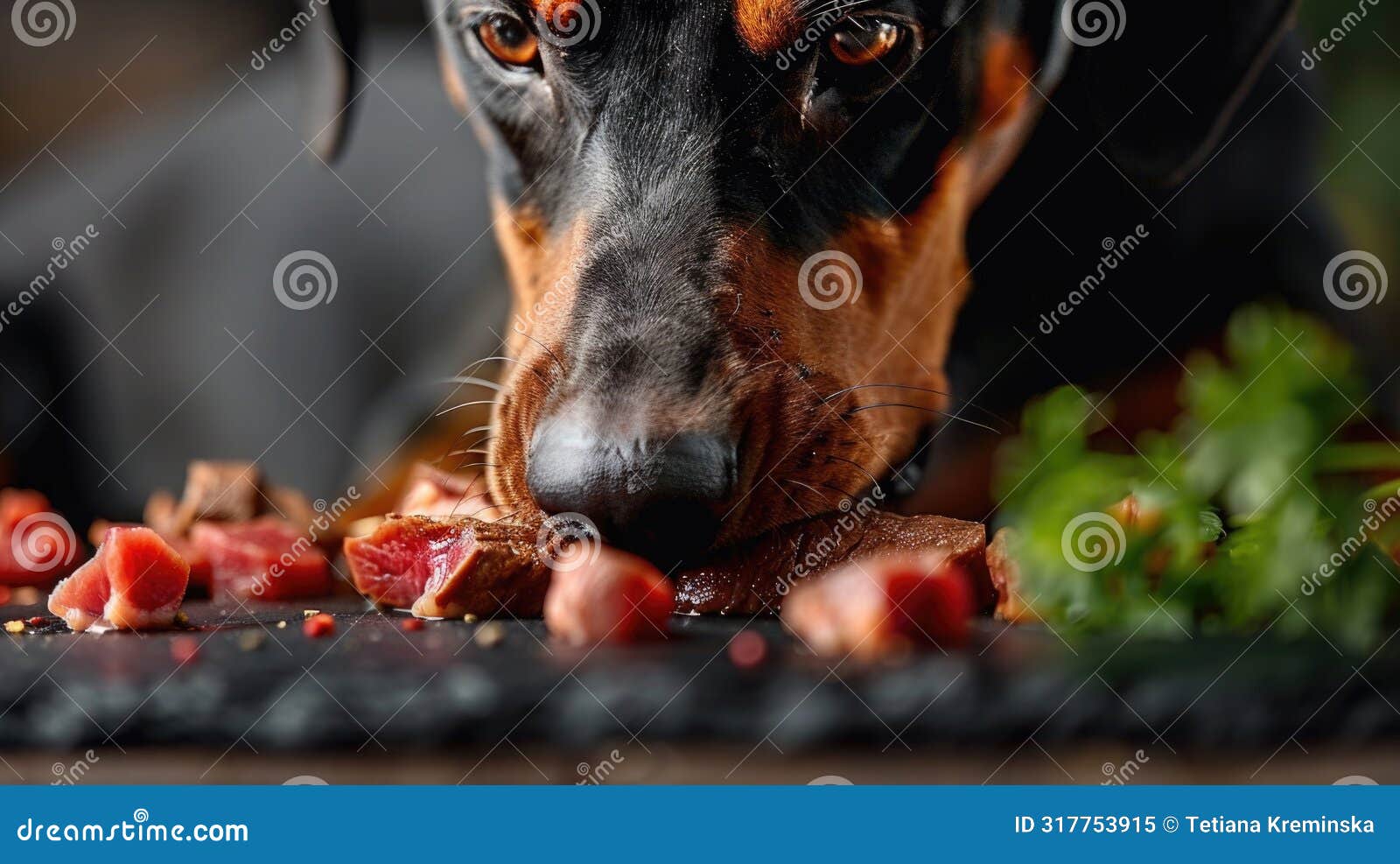 A Doberman Pinscher Attentively Eating Beef Organs on a Stark Black ...