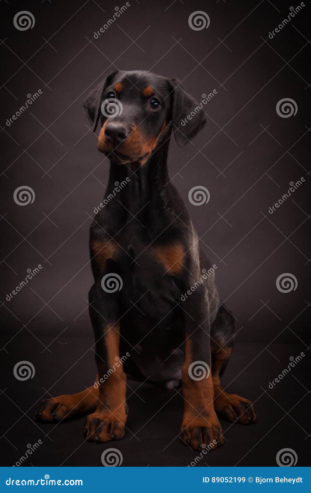 Doberman Pinscher Dobie Puppy Stock Image - Image of dobermann, mammal ...