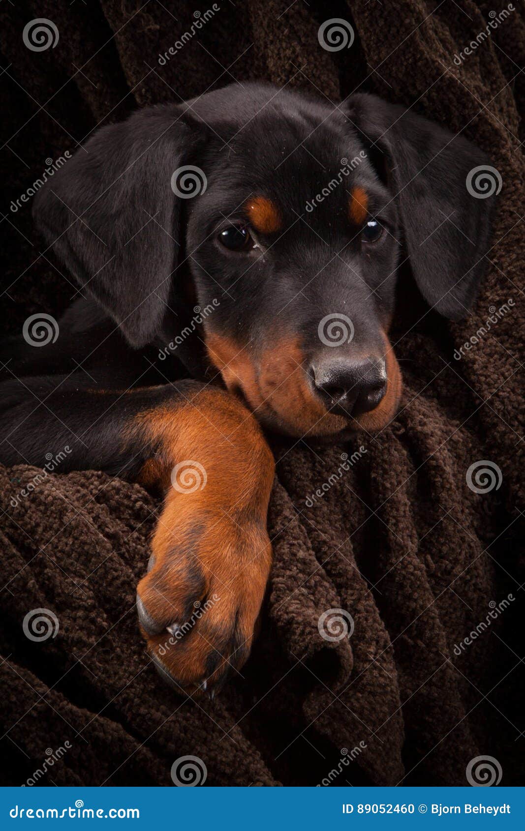 Doberman Pinscher Dobie Puppy Stock Photo - Image of doggy, muzzle ...