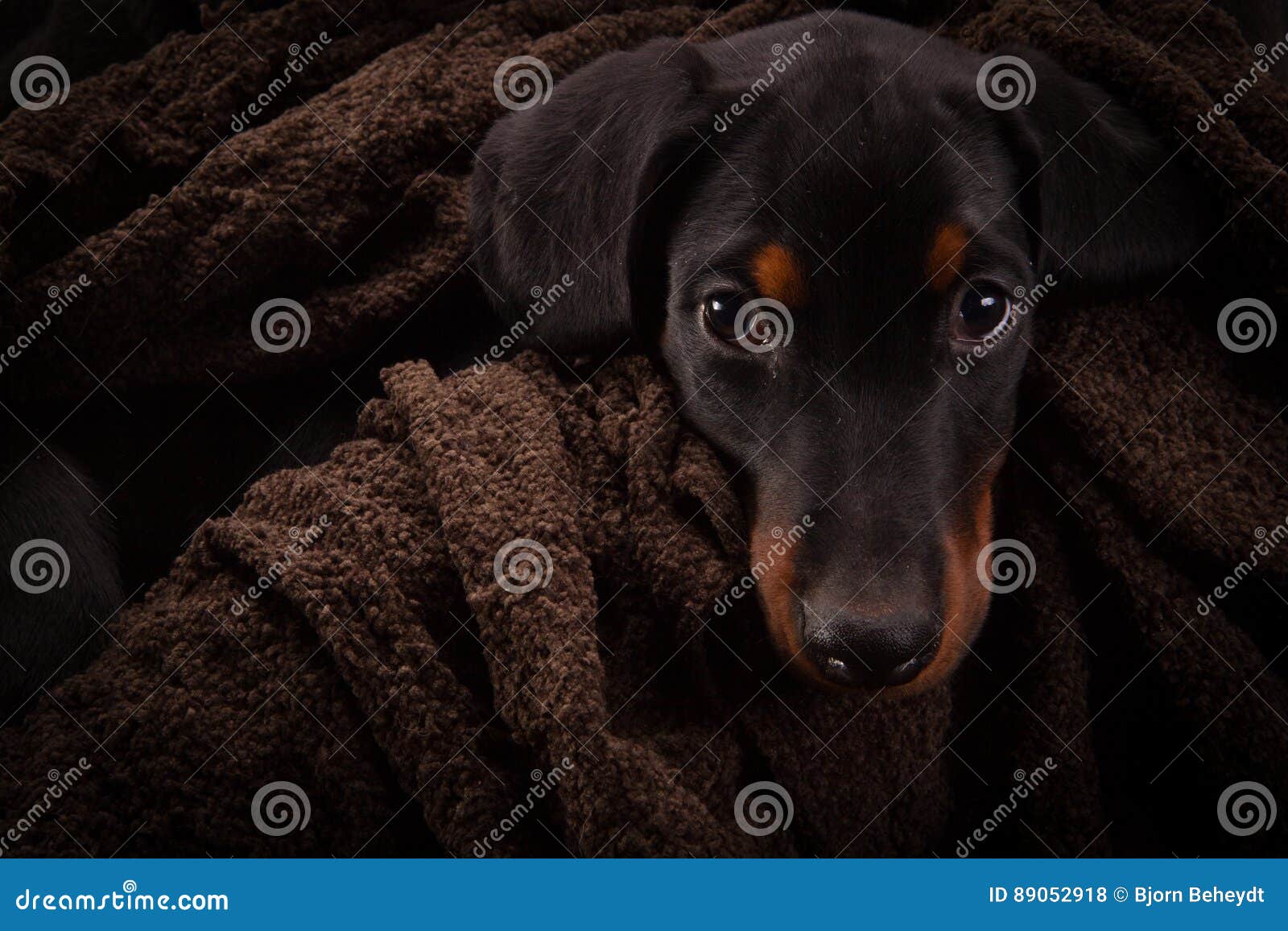 Doberman Pinscher Dobie Puppy Stock Photo - Image of brown, muzzle ...
