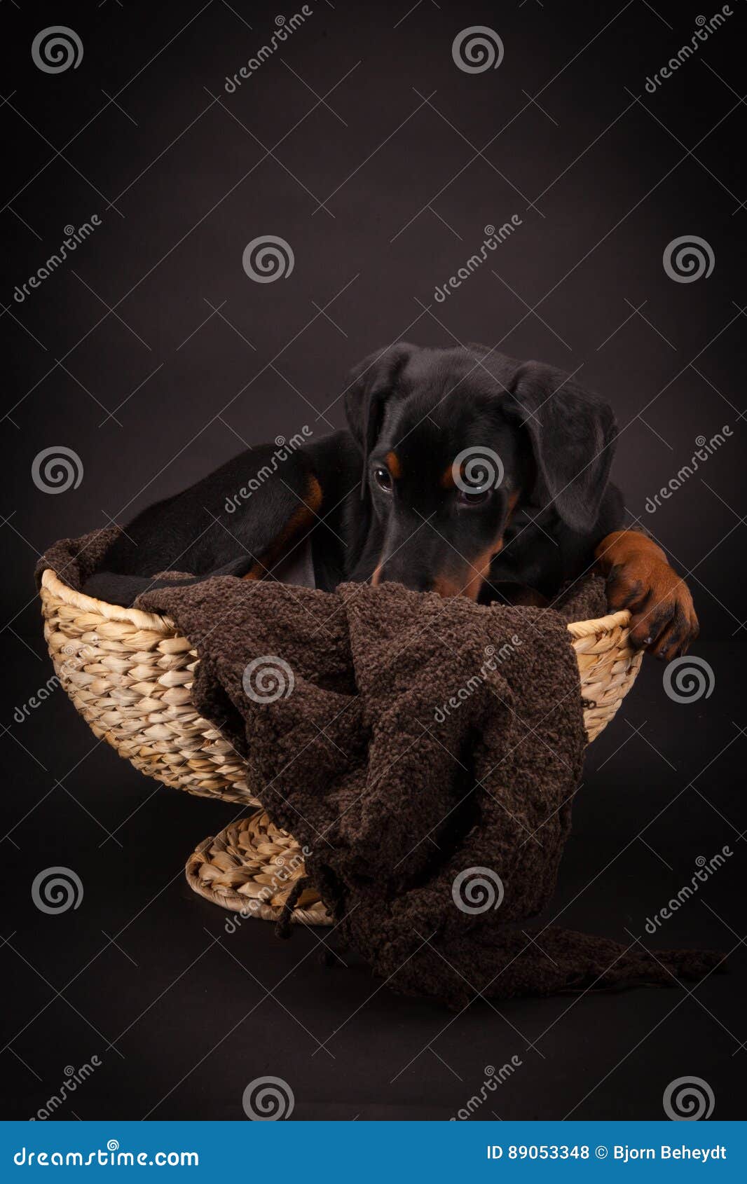 Doberman Pinscher Dobie Puppy Stock Photo - Image of animal, cute: 89053348