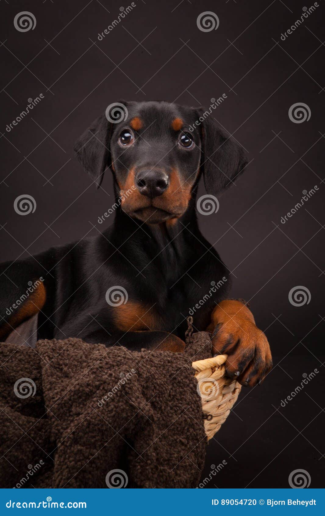 Doberman Pinscher Dobie Puppy Stock Photo - Image of animal, guardian ...