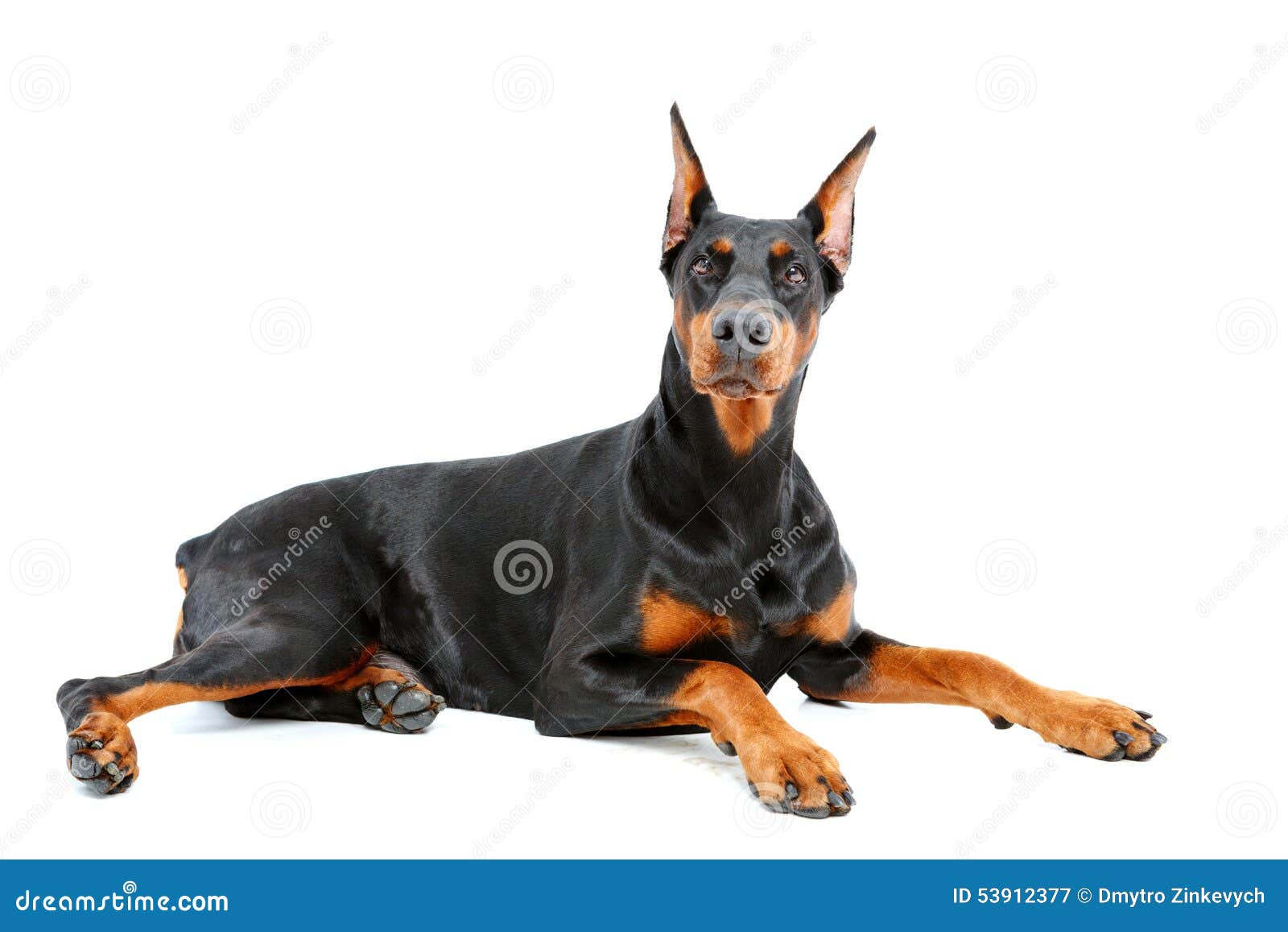 Why Are Dobermans So Aggressive