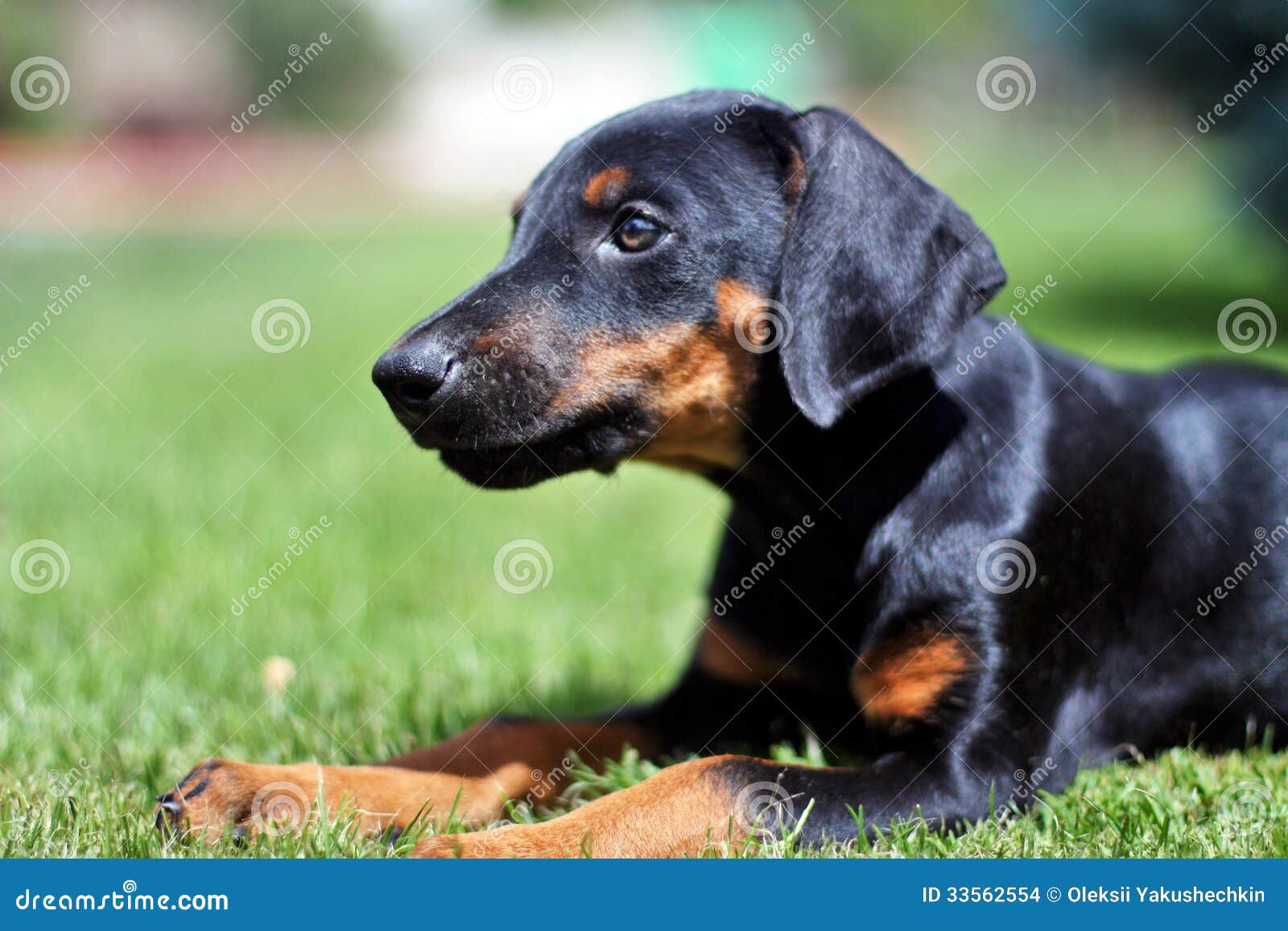 Doberman Pinscher puppy stock photo. Image of young, child - 33562554