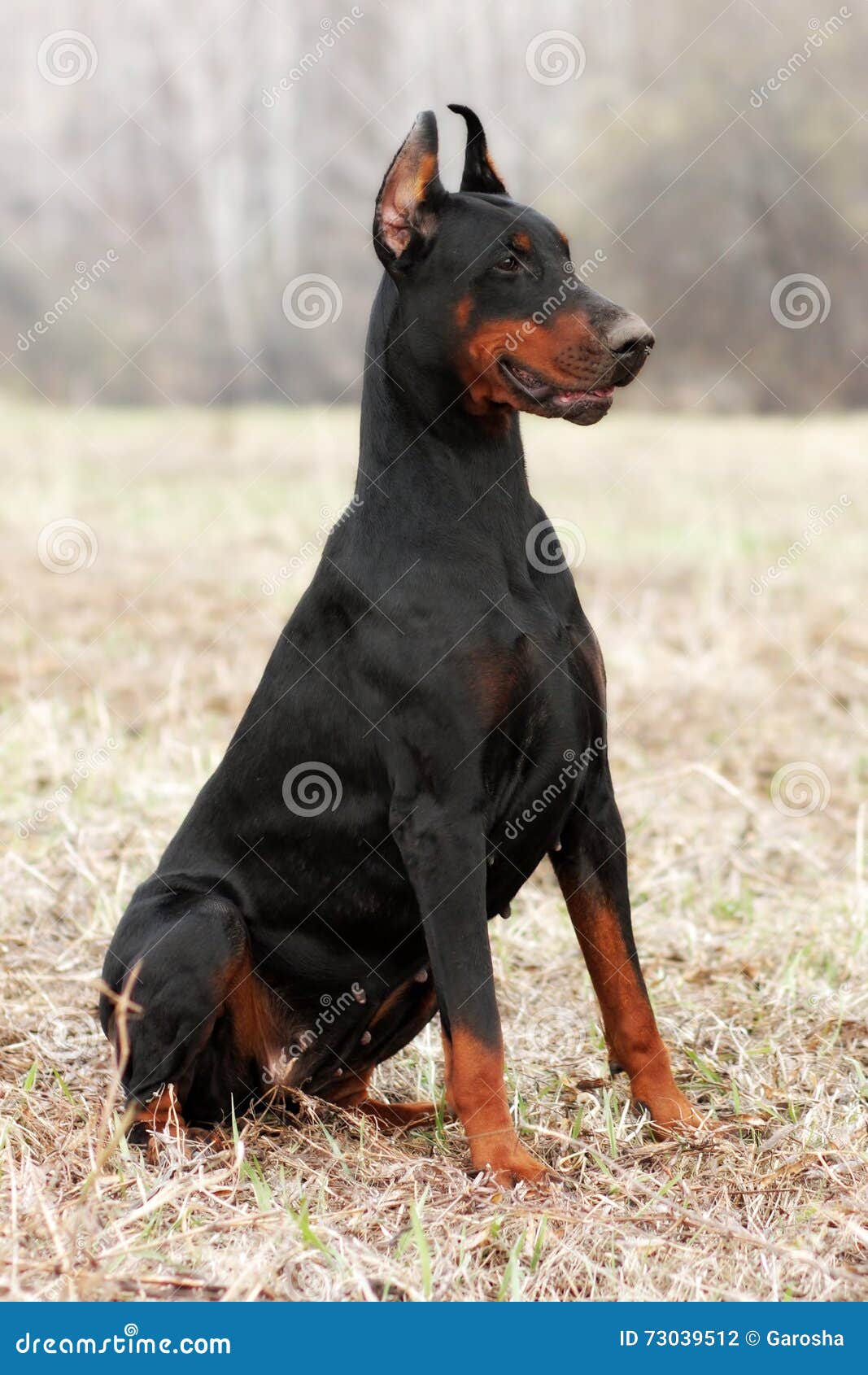 Doberman Pinscher Sits in the Spring Stock Photo - Image of attentive ...