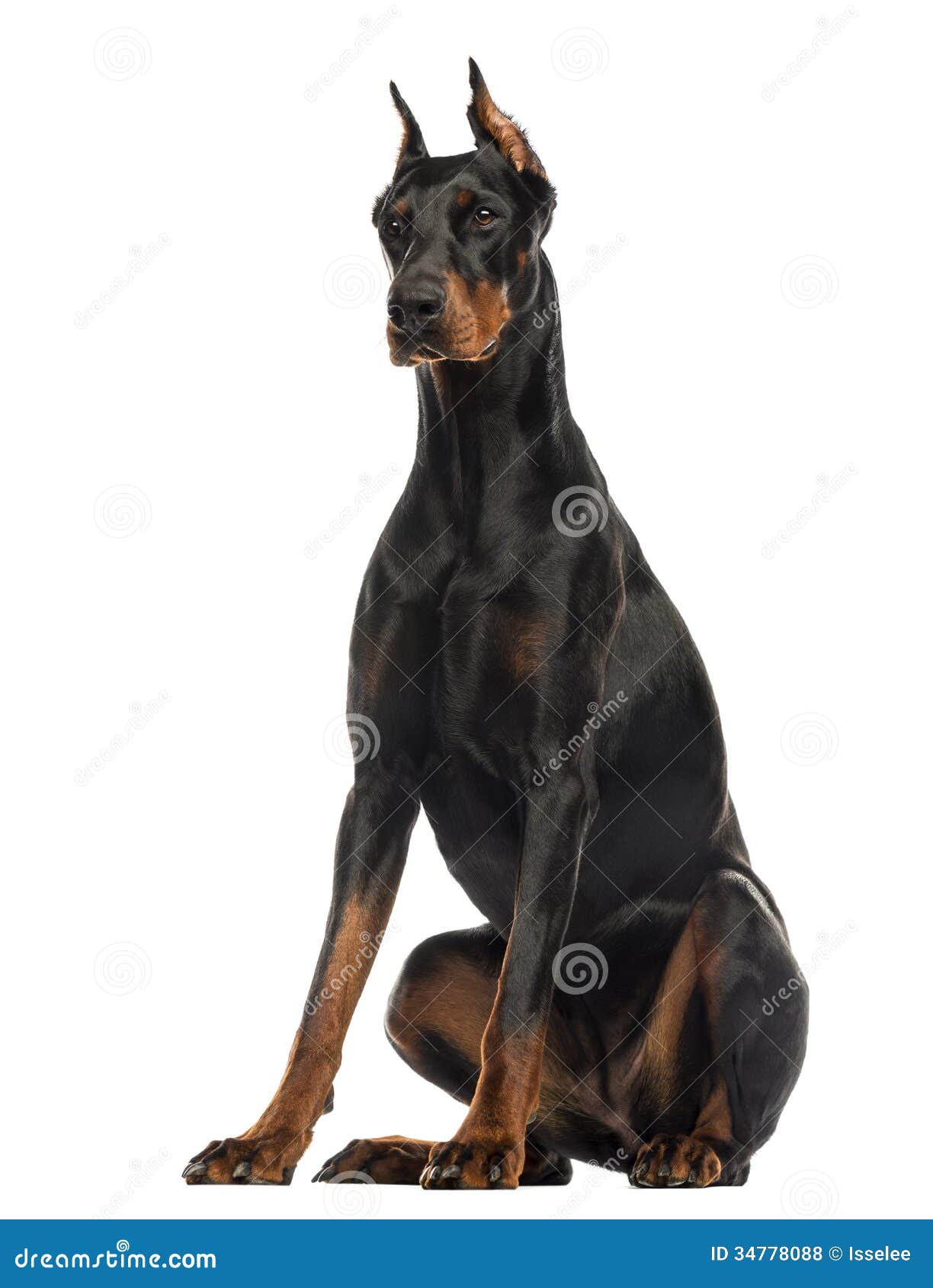 Doberman Pinscher Sitting, Isolated Stock Photo - Image of white ...