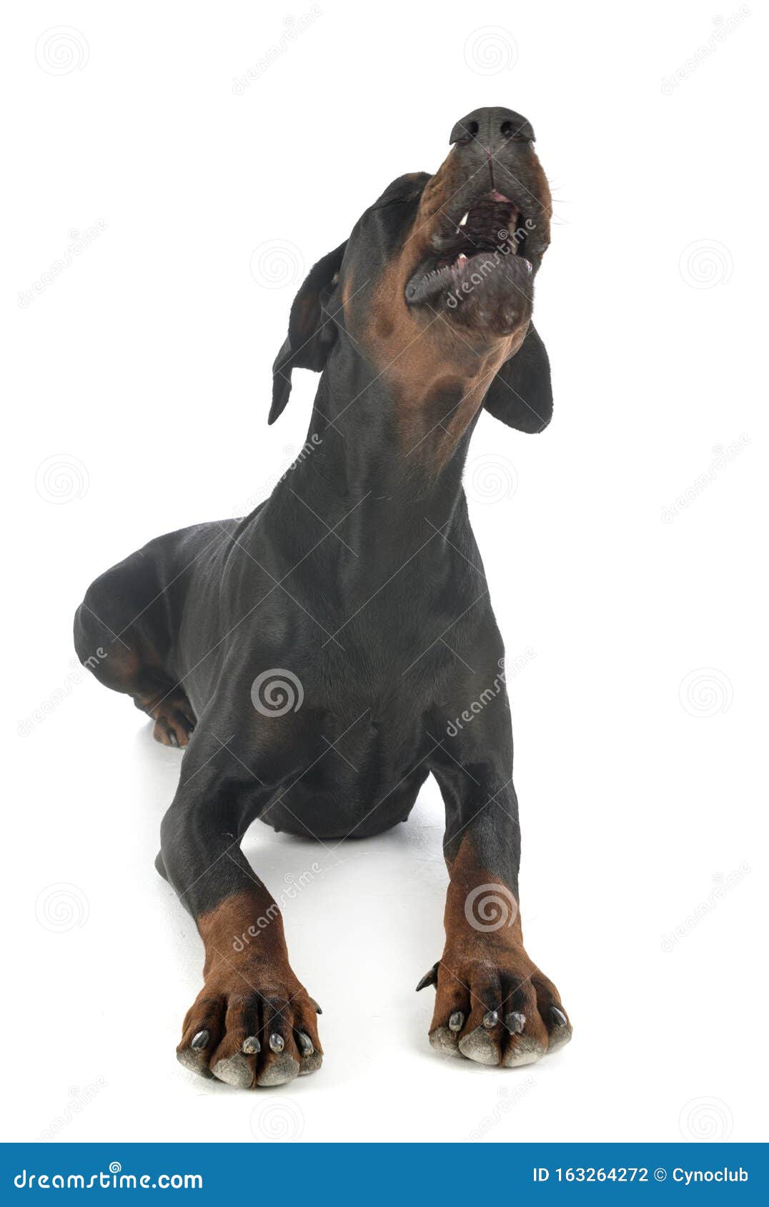 Doberman Growling
