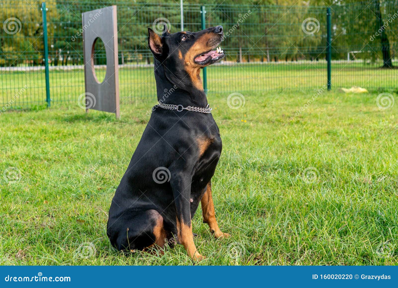 Doberman Pinscher in Training of Agility Stock Photo - Image of outdoor ...