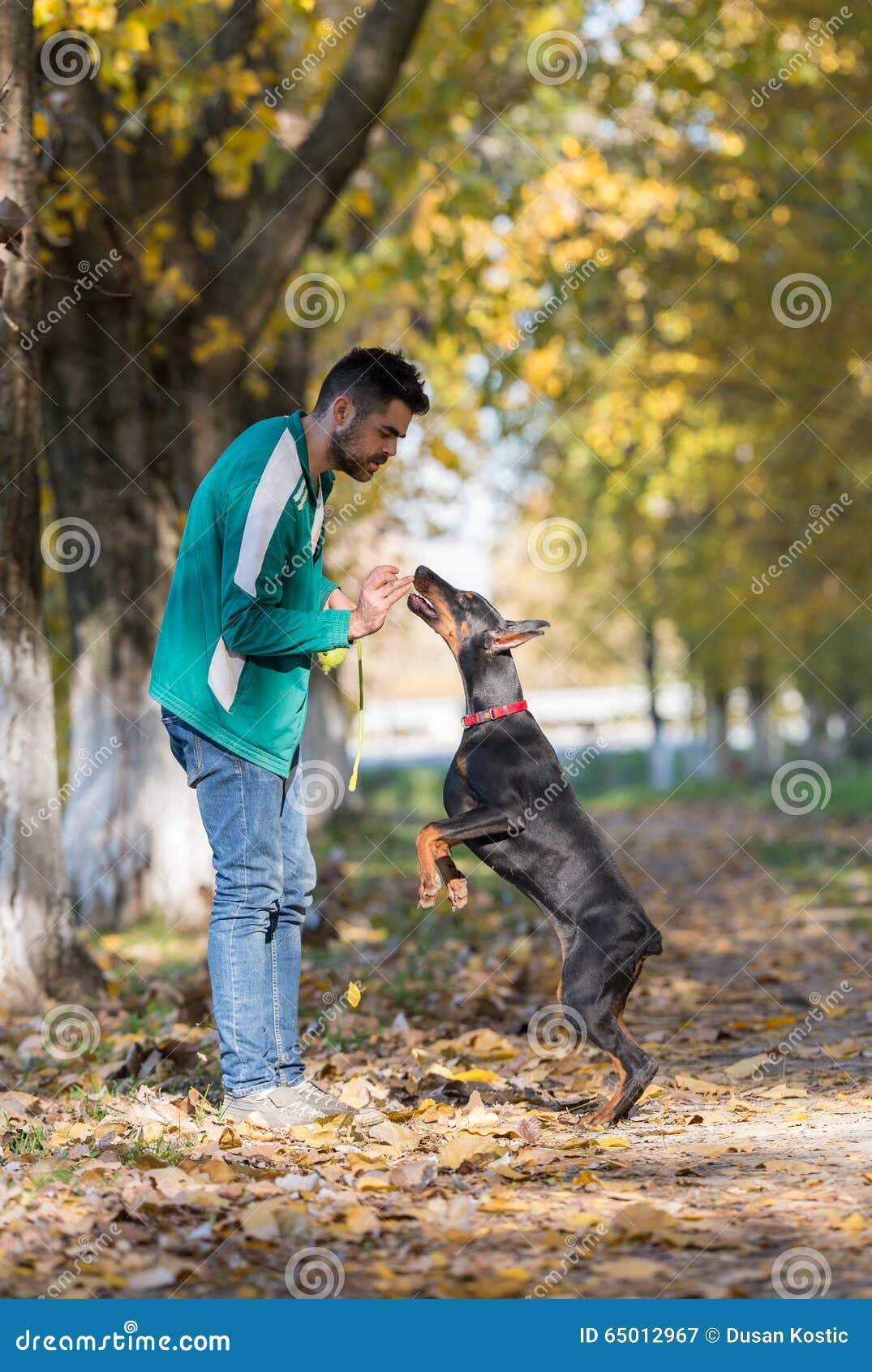 Doberman Pinscher in Training Stock Image - Image of doggy, performance ...