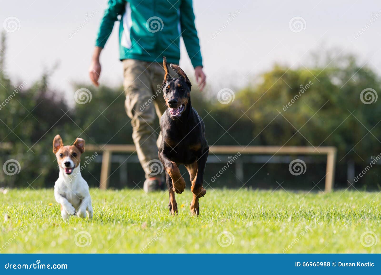 Doberman Pinscher in Training Stock Photo - Image of agility, effort ...