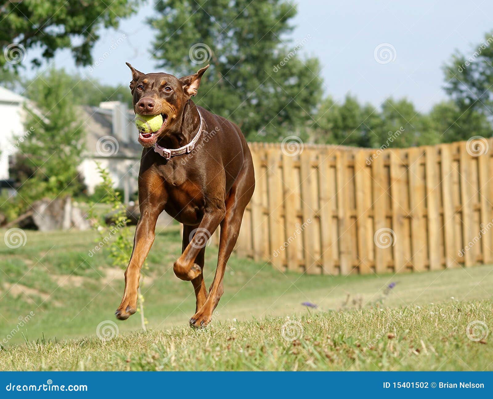 Doberman Playing Ball stock photo. Image of running, ball - 15401502
