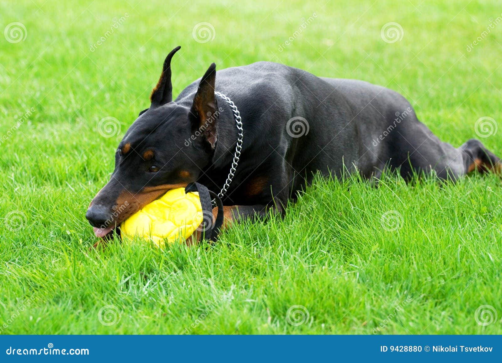 Doberman playing with ball stock photo. Image of pedigree - 9428880