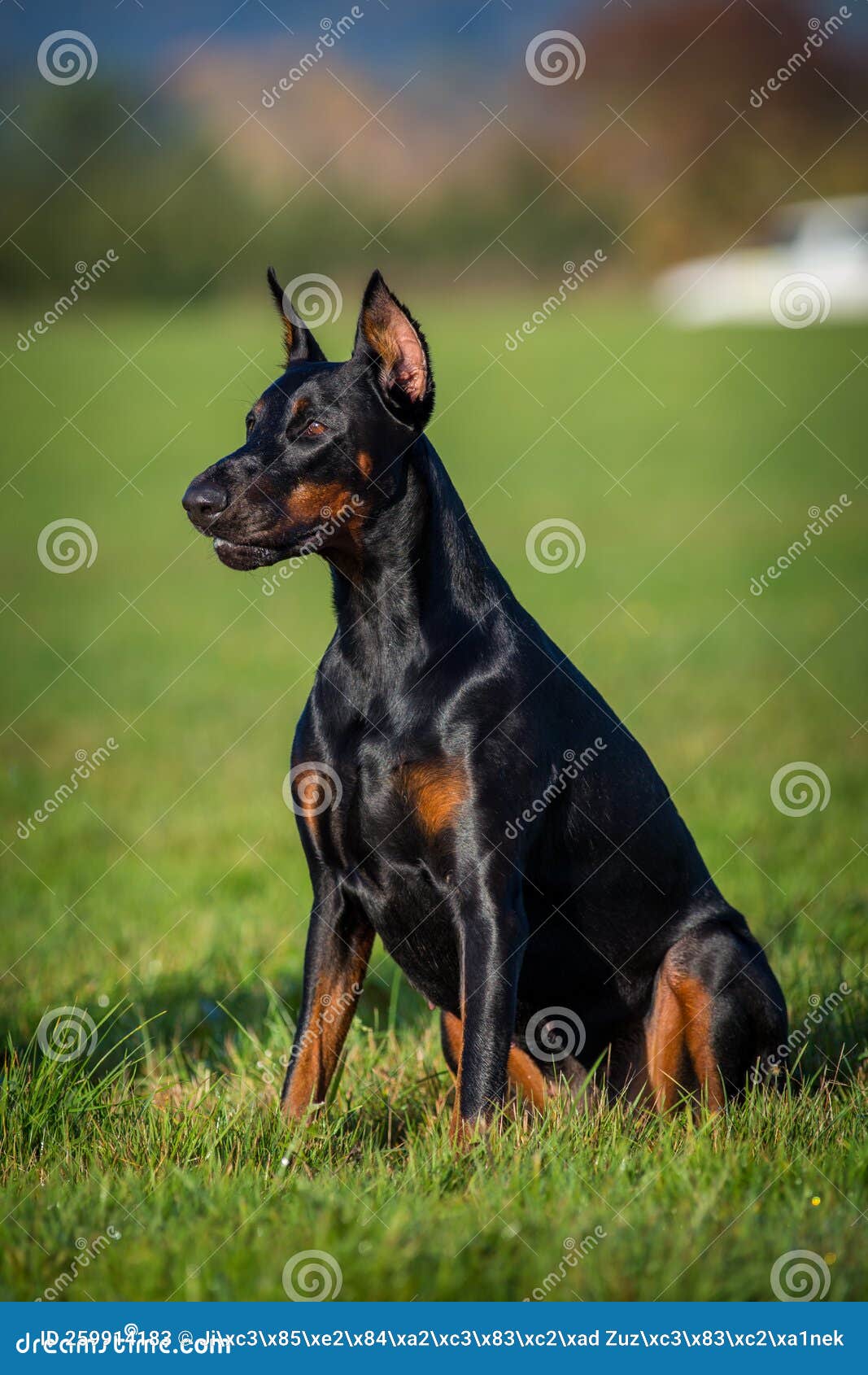 Doberman Portrait on the Meadow Stock Image - Image of puppy, portrait ...