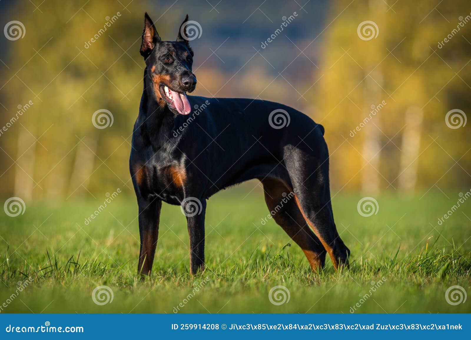 Doberman Portrait on the Meadow Stock Photo - Image of grass, cute ...