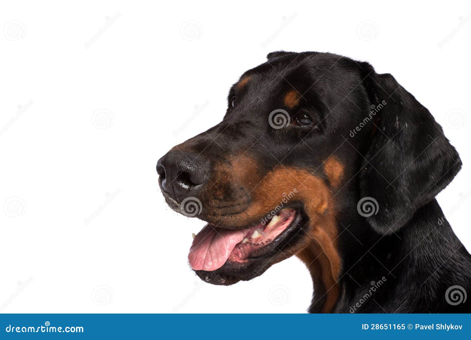 Doberman psi portret obraz stock. Obraz złożonej z twarz - 28651165
