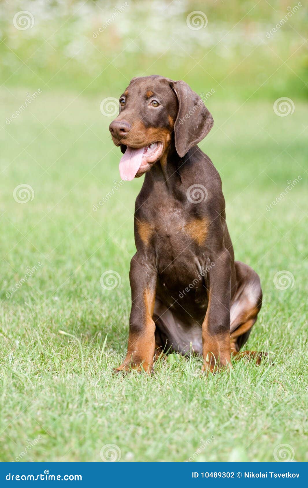 Doberman puppy stock photo. Image of young, mammal, nature - 10489302