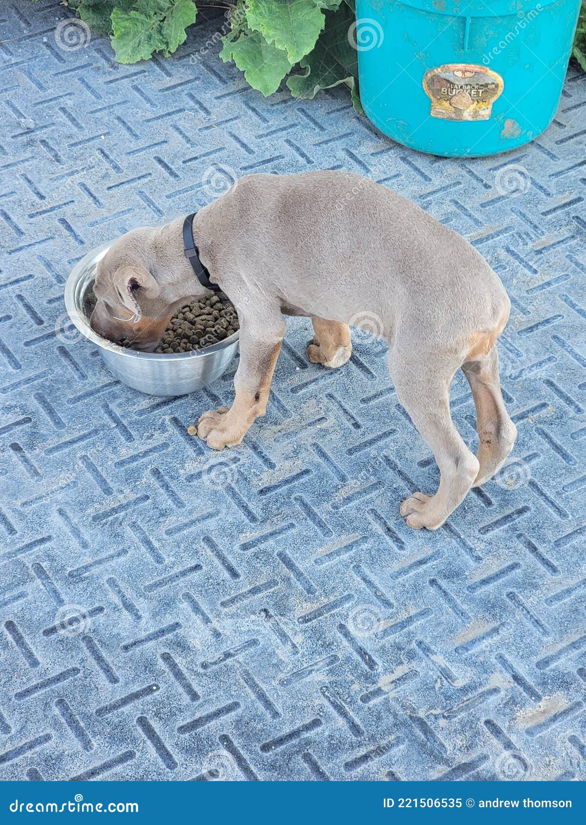 Doberman puppy eating stock image. Image of animal, carnivore - 221506535