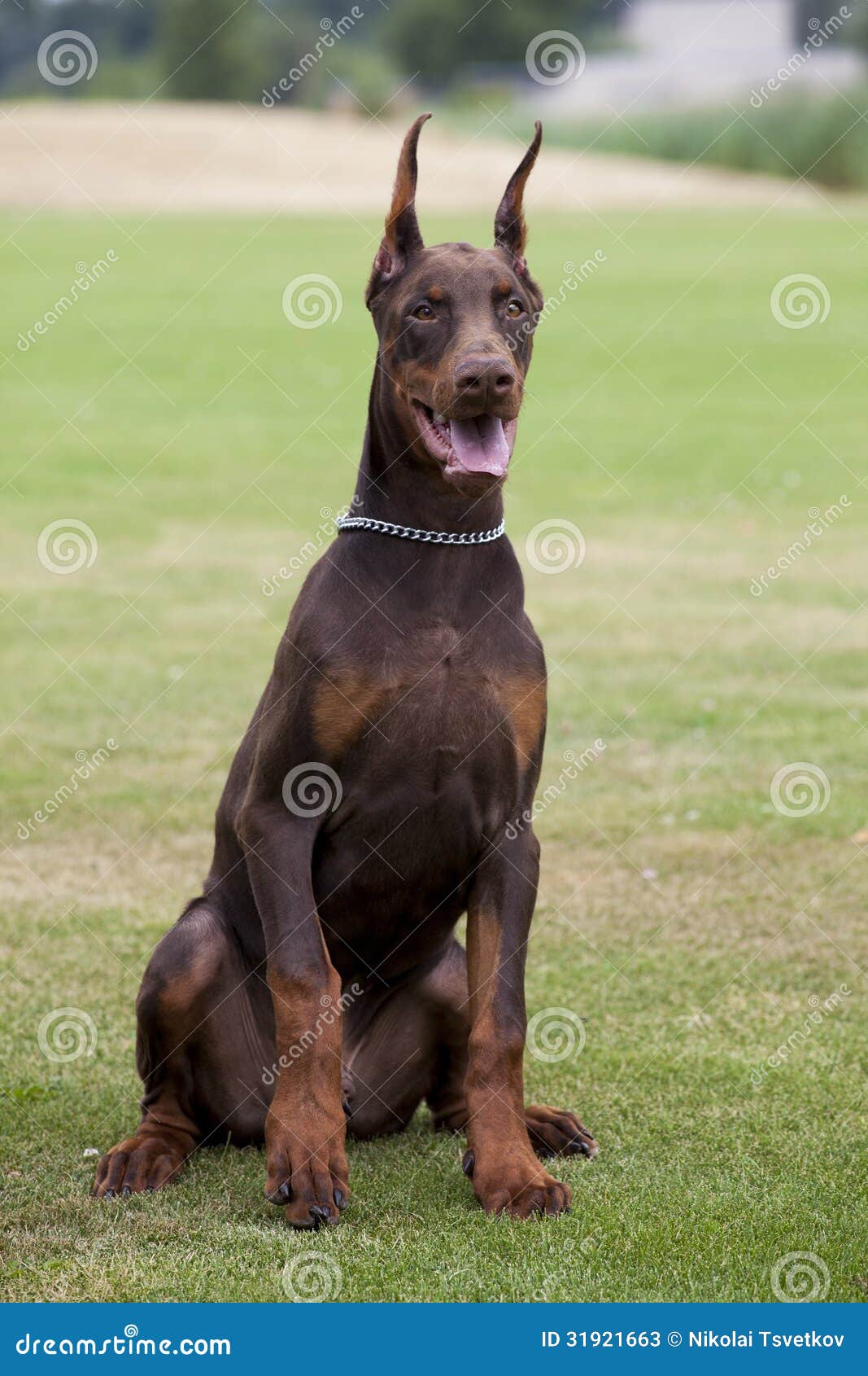 Doberman puppy stock image. Image of young, canine, lawn - 31921663