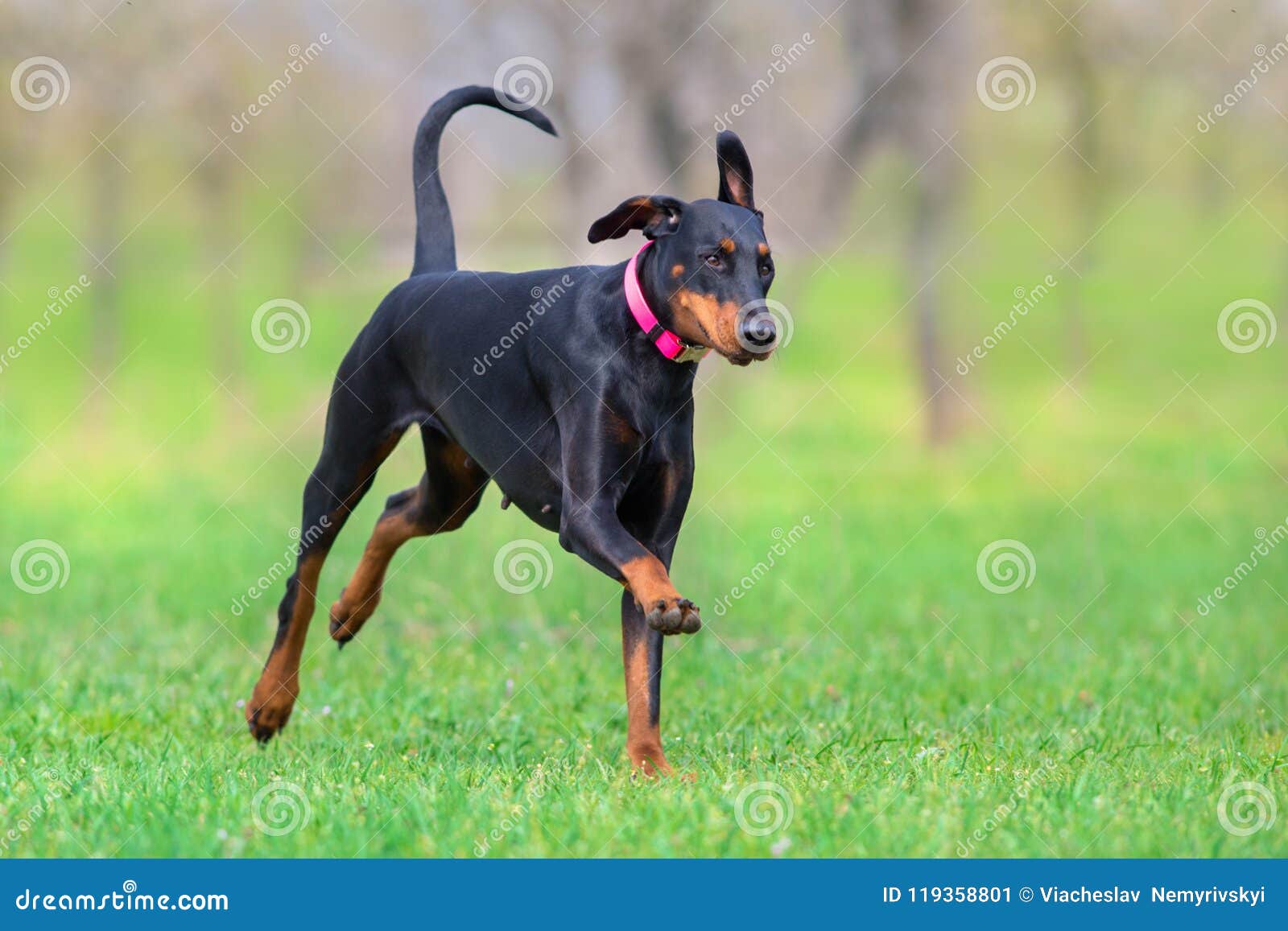 Doberman run free stock image. Image of blossom, head - 119358801
